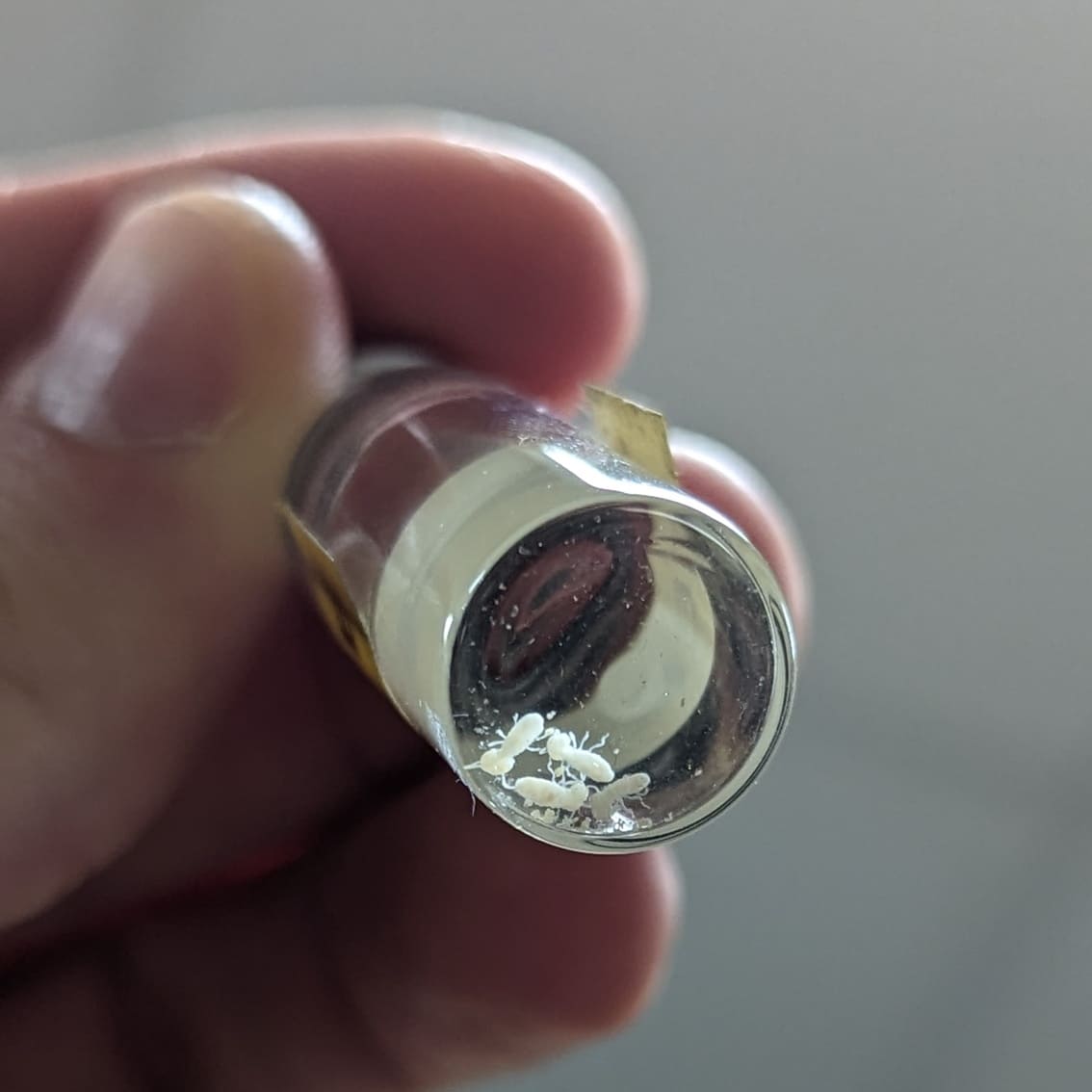 Identification de nuisibles : Guide complet pour détecter